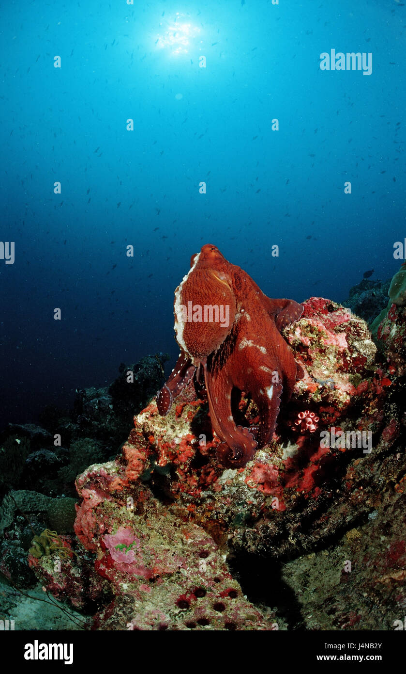Indian octopus hi-res stock photography and images - Alamy