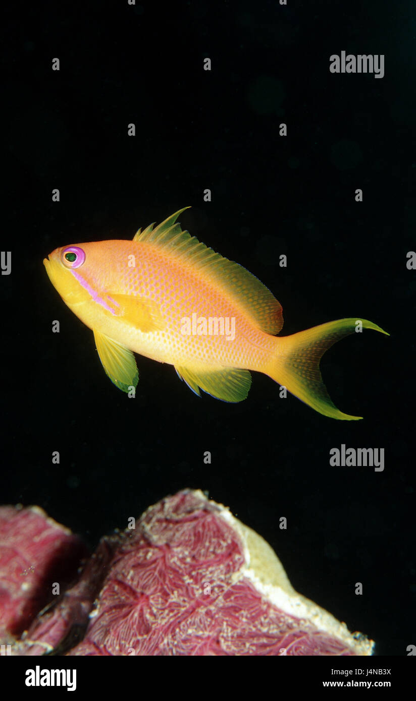 Jewel flag perch hi-res stock photography and images - Alamy