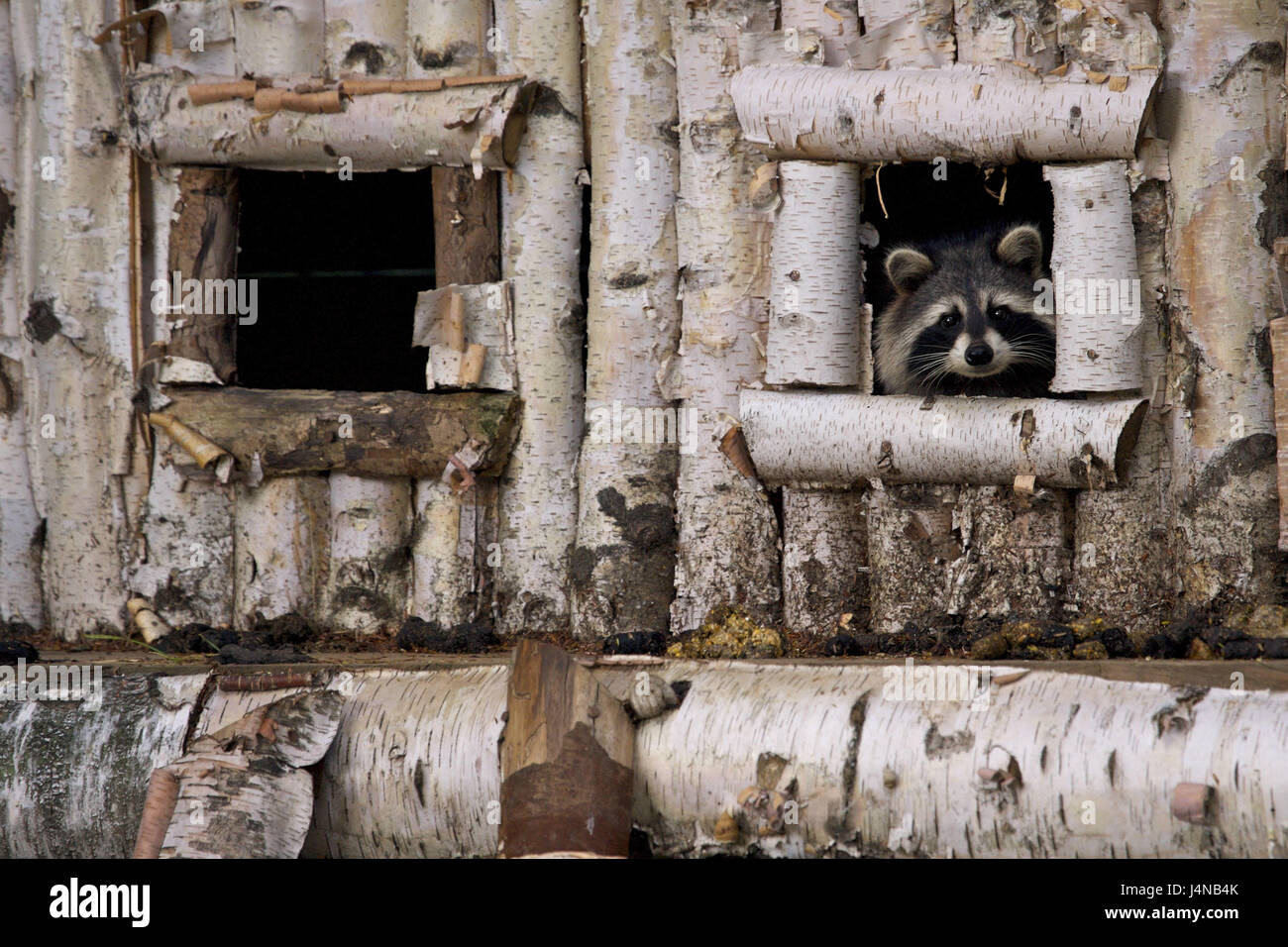 Racoon house hi-res stock photography and images - Alamy