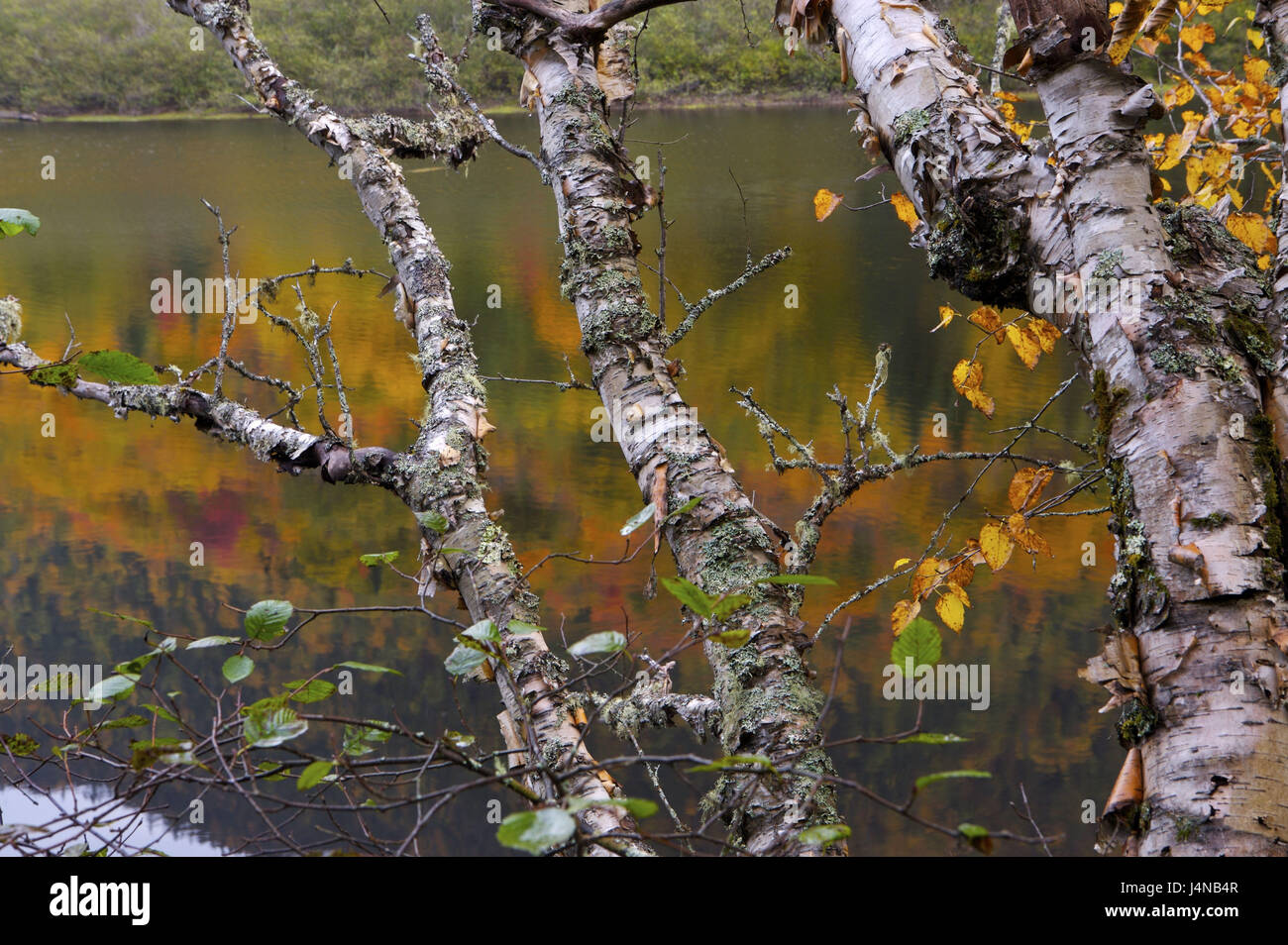 Riverside, trees, detail, Pont Blanc, Jacques Cartier River, Parc de la ...