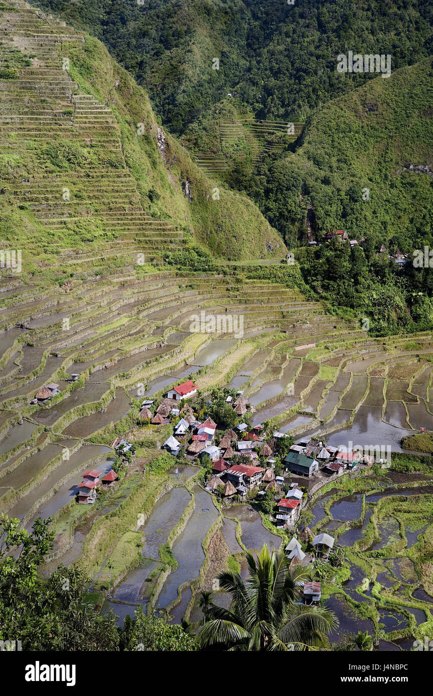 The Philippines, island Luzon, Cordillera, meadow Ban District ...