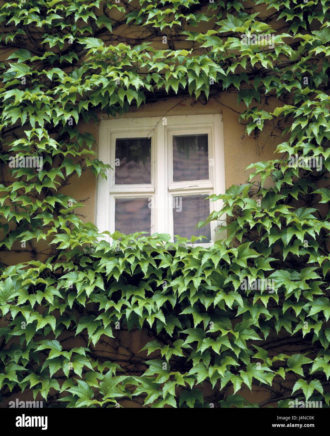 House covered with plants hi-res stock photography and images - Alamy
