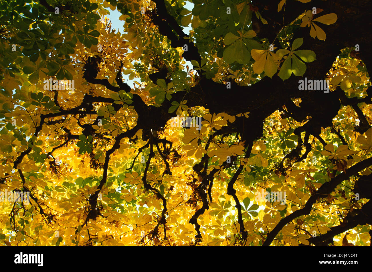 Chestnut tree leaves hi-res stock photography and images - Alamy