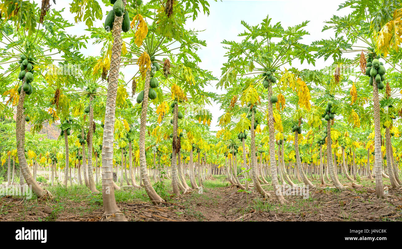 Papaya garden with trees hundreds of beautiful shape beautiful long ...