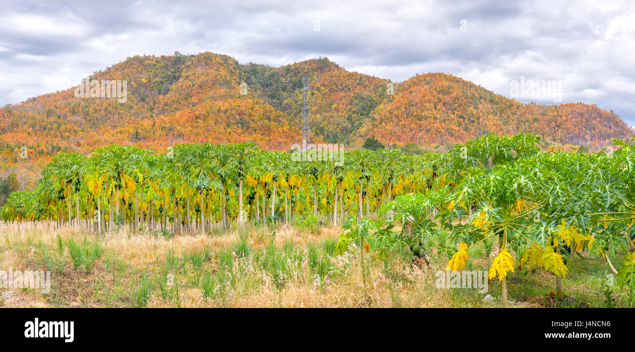 Papaya garden with trees hundreds of beautiful shape beautiful long ...