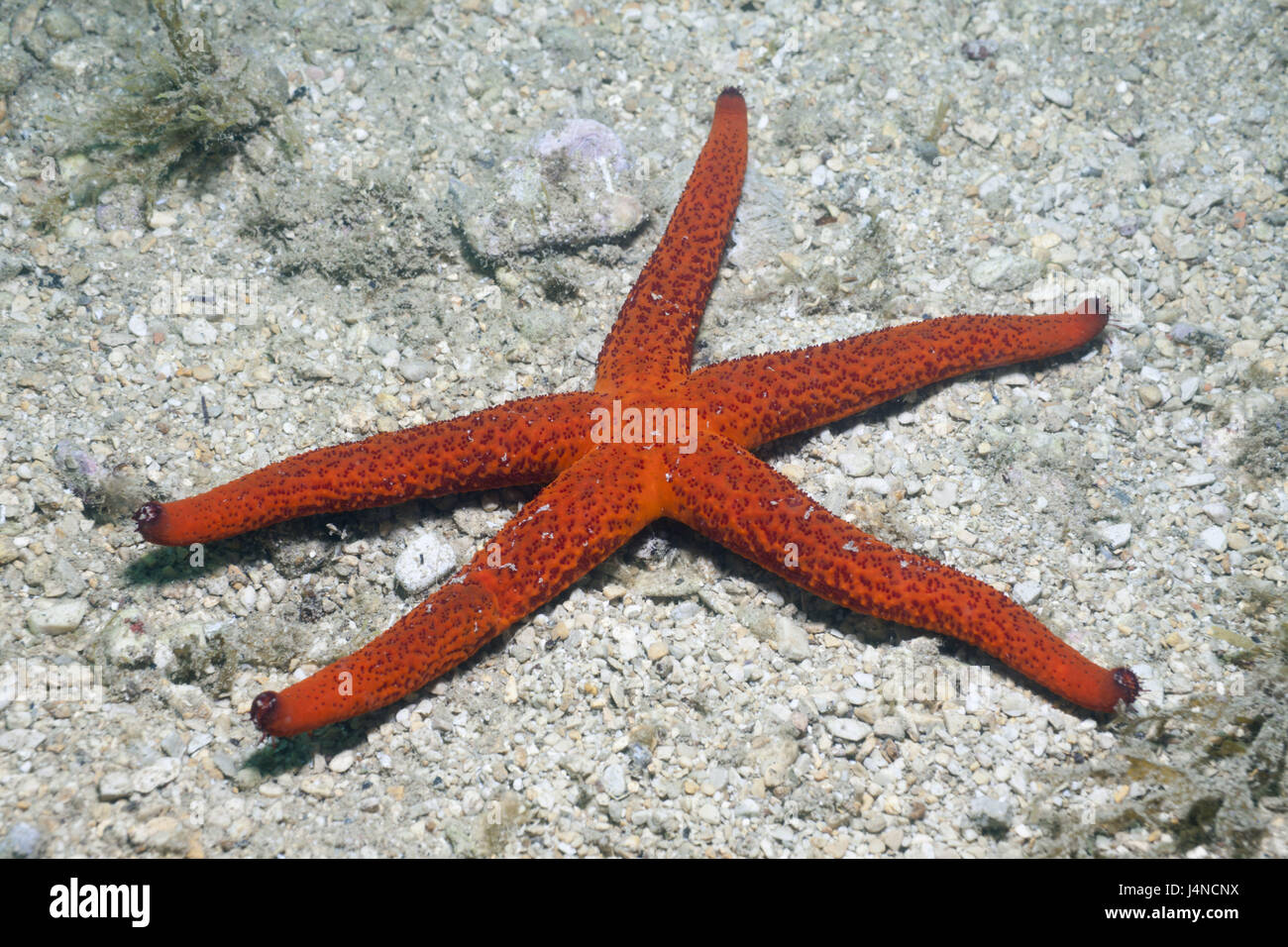 Starfish echinaster sepositus hi-res stock photography and images - Alamy