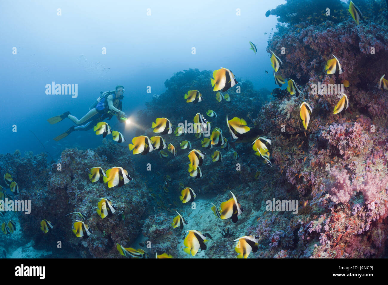Pennant coral fish hi-res stock photography and images - Alamy