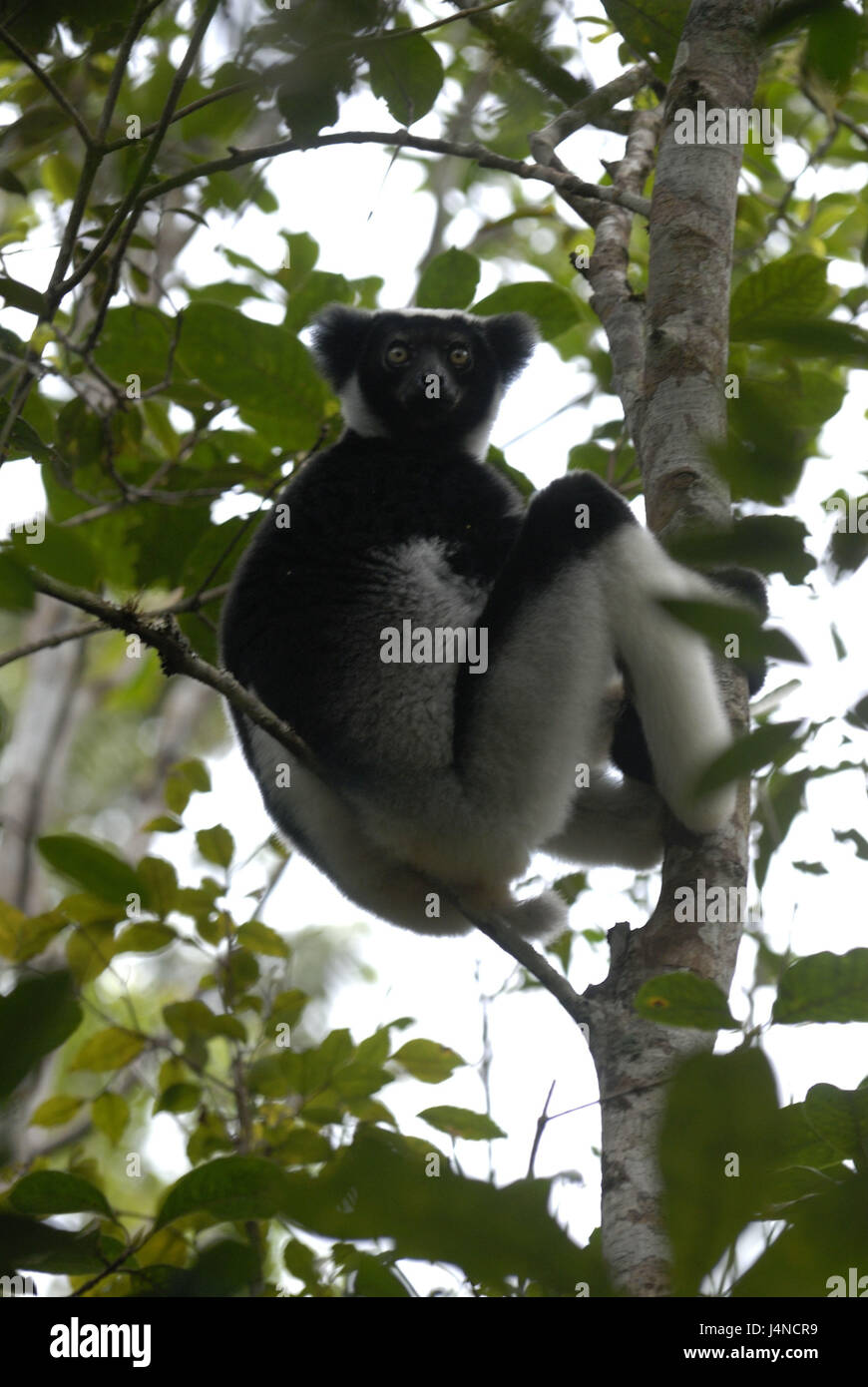 Indri lemuren hi-res stock photography and images - Alamy