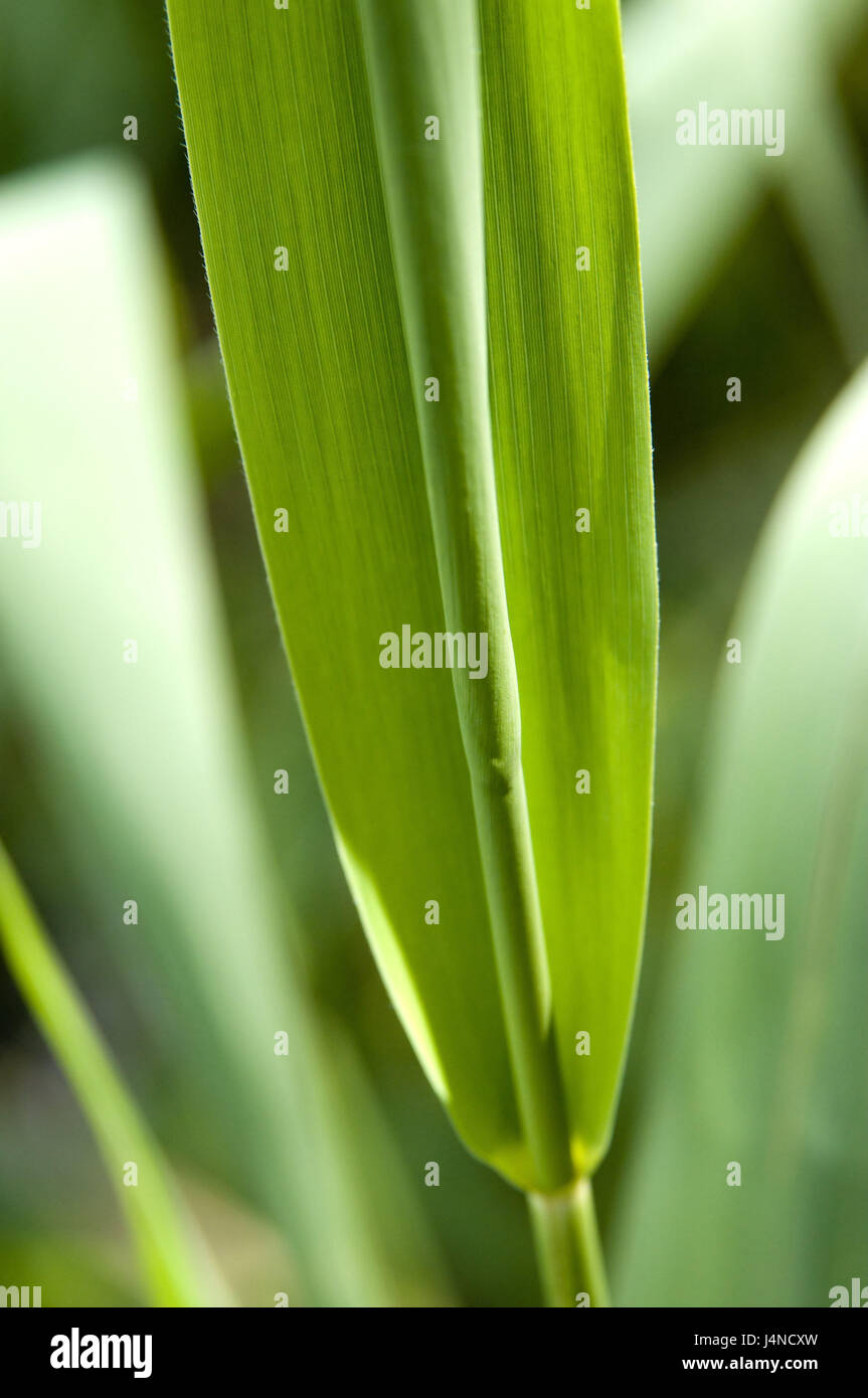 Reed leaves hi-res stock photography and images - Alamy