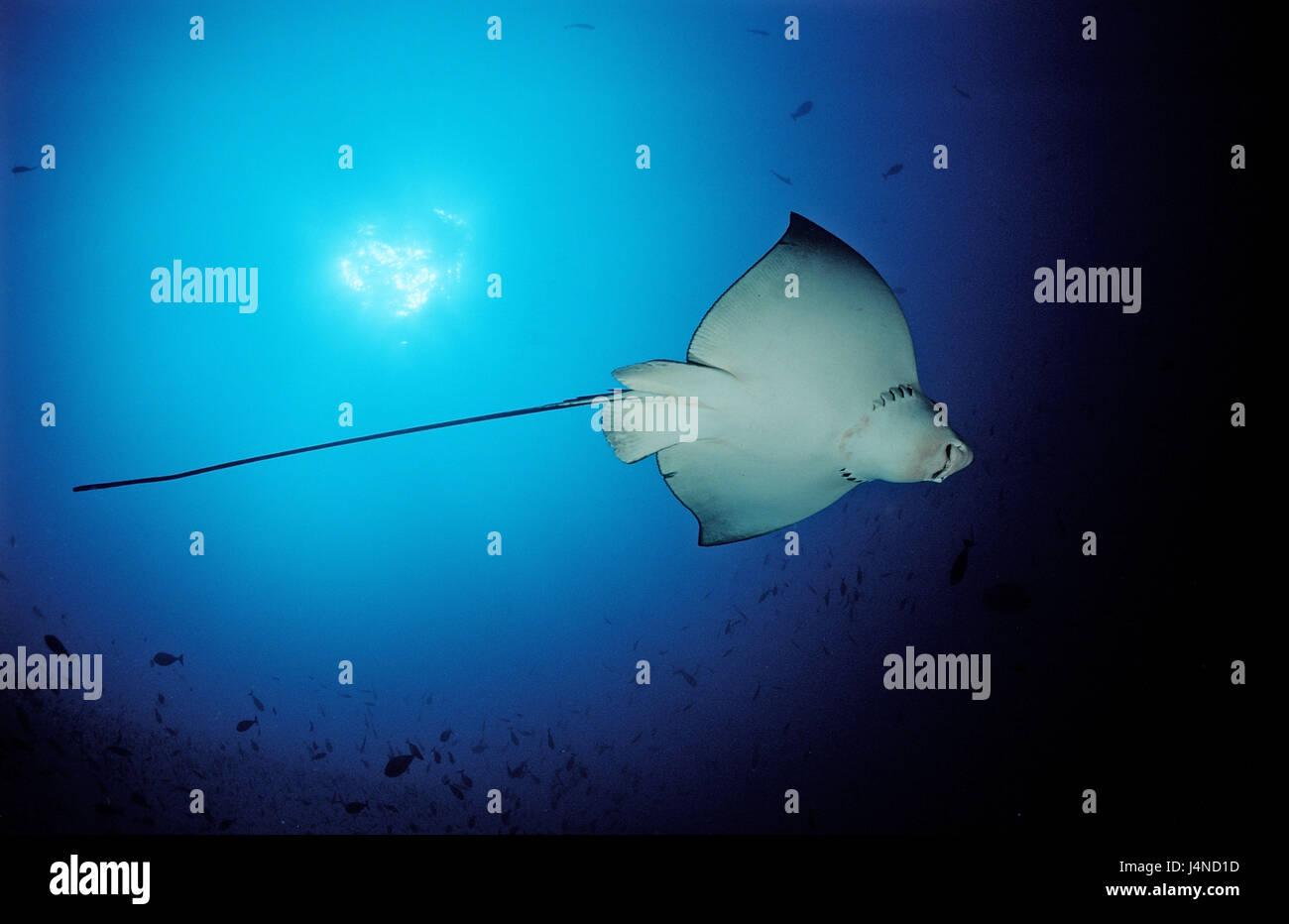 Narinari hi-res stock photography and images - Alamy