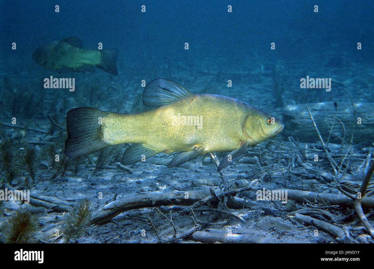 Fish, tenches, Tinca tinca Stock Photo - Alamy