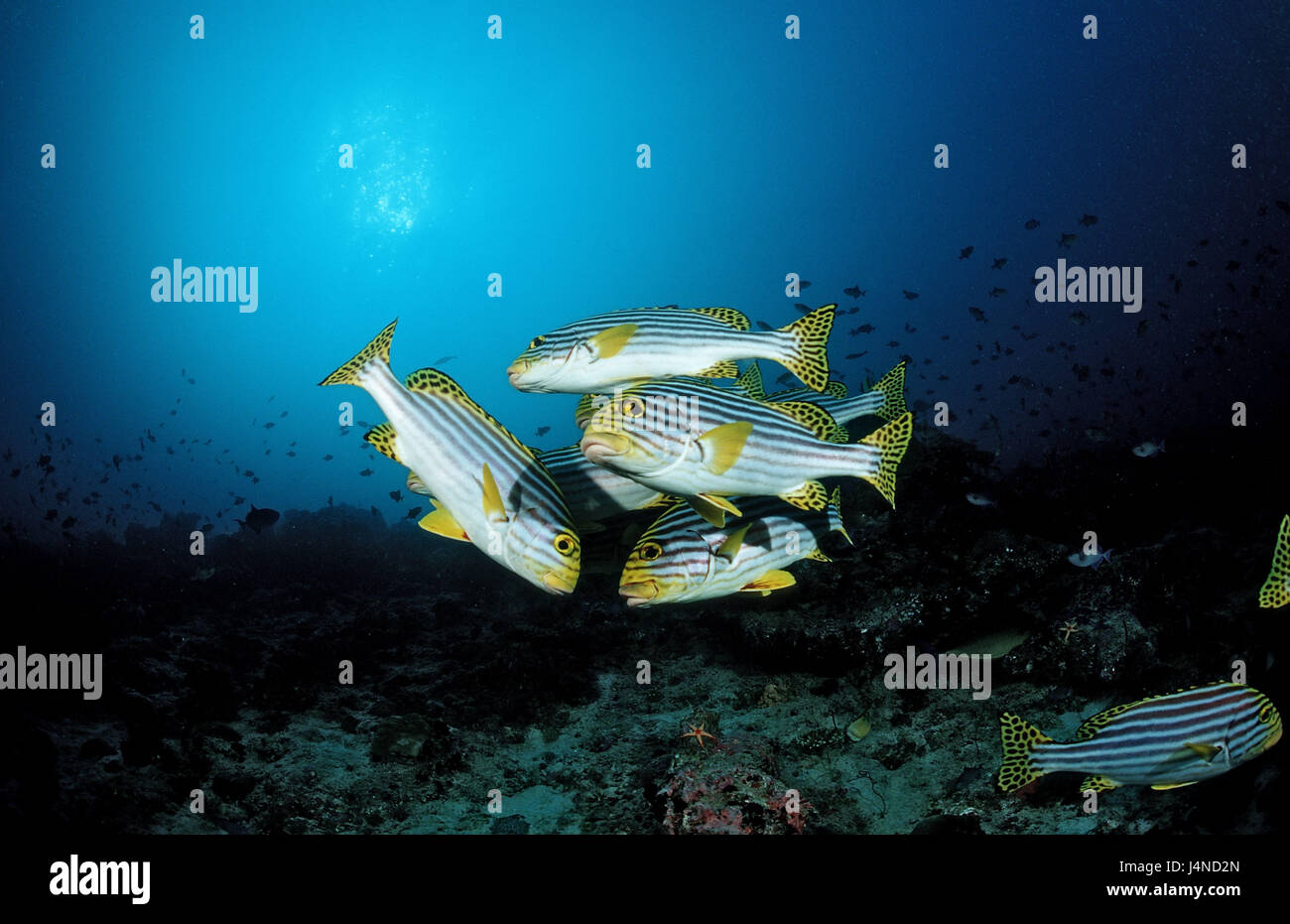 Sweet lips fish hi-res stock photography and images - Alamy