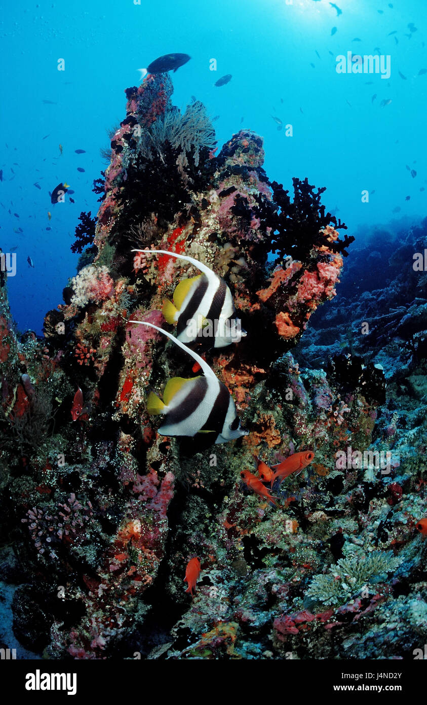 Pennant coral fish hi-res stock photography and images - Alamy