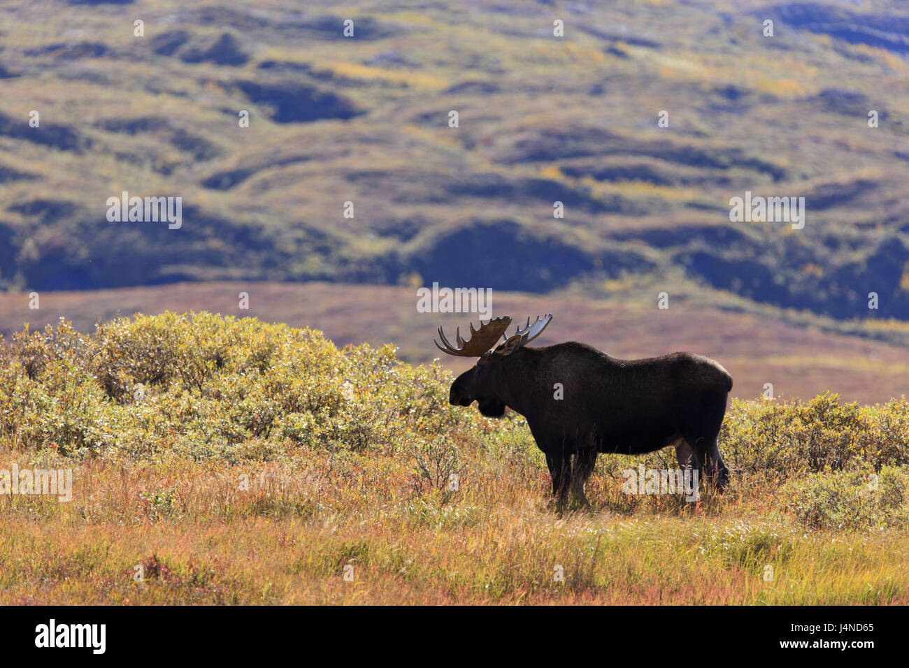The USA, Alaska, Zentralalaska, Denali national park, elk's bull ...