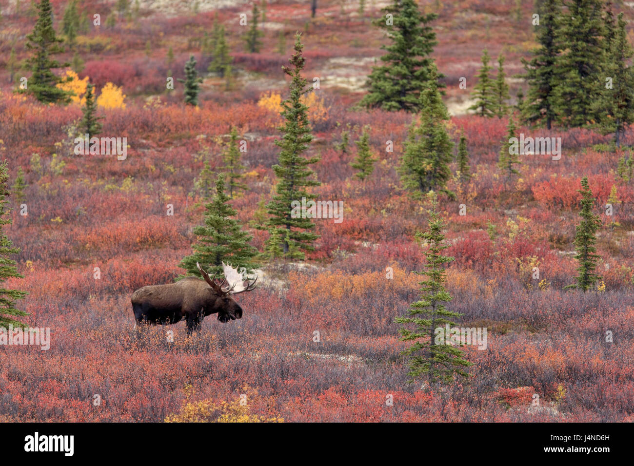 The USA, Alaska, Zentralalaska, Denali national park, elk's bull ...