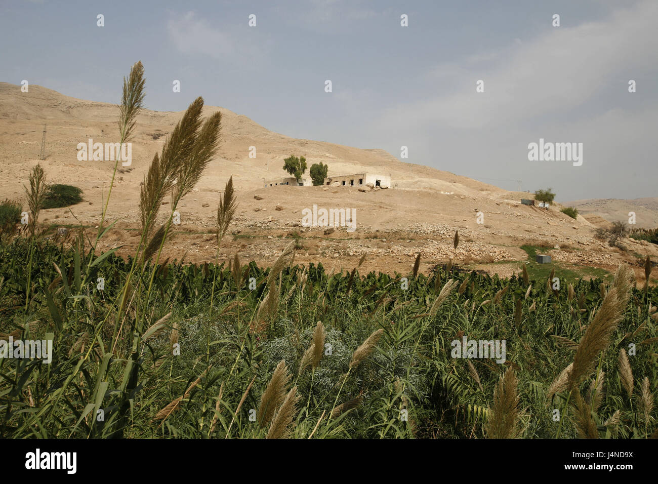 The Middle East, Jordan, scenery, desert, oasis Stock Photo - Alamy