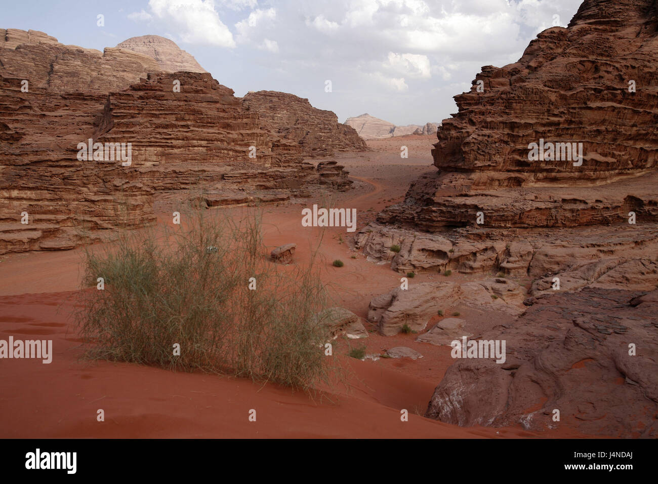 Middle east plants hi-res stock photography and images - Alamy