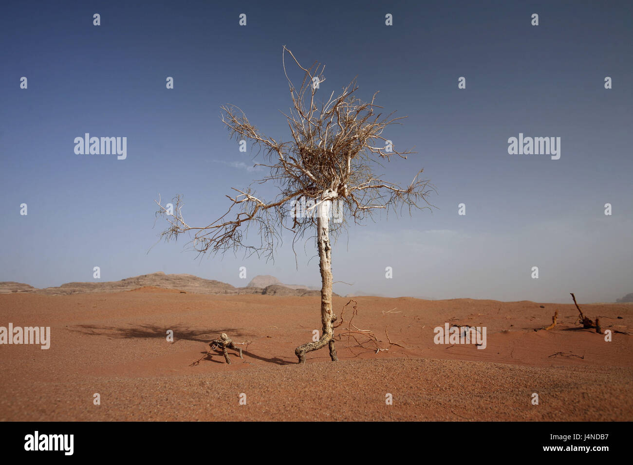 The Middle East, Jordan, wadi rum, tree, deadly, drily Stock Photo - Alamy