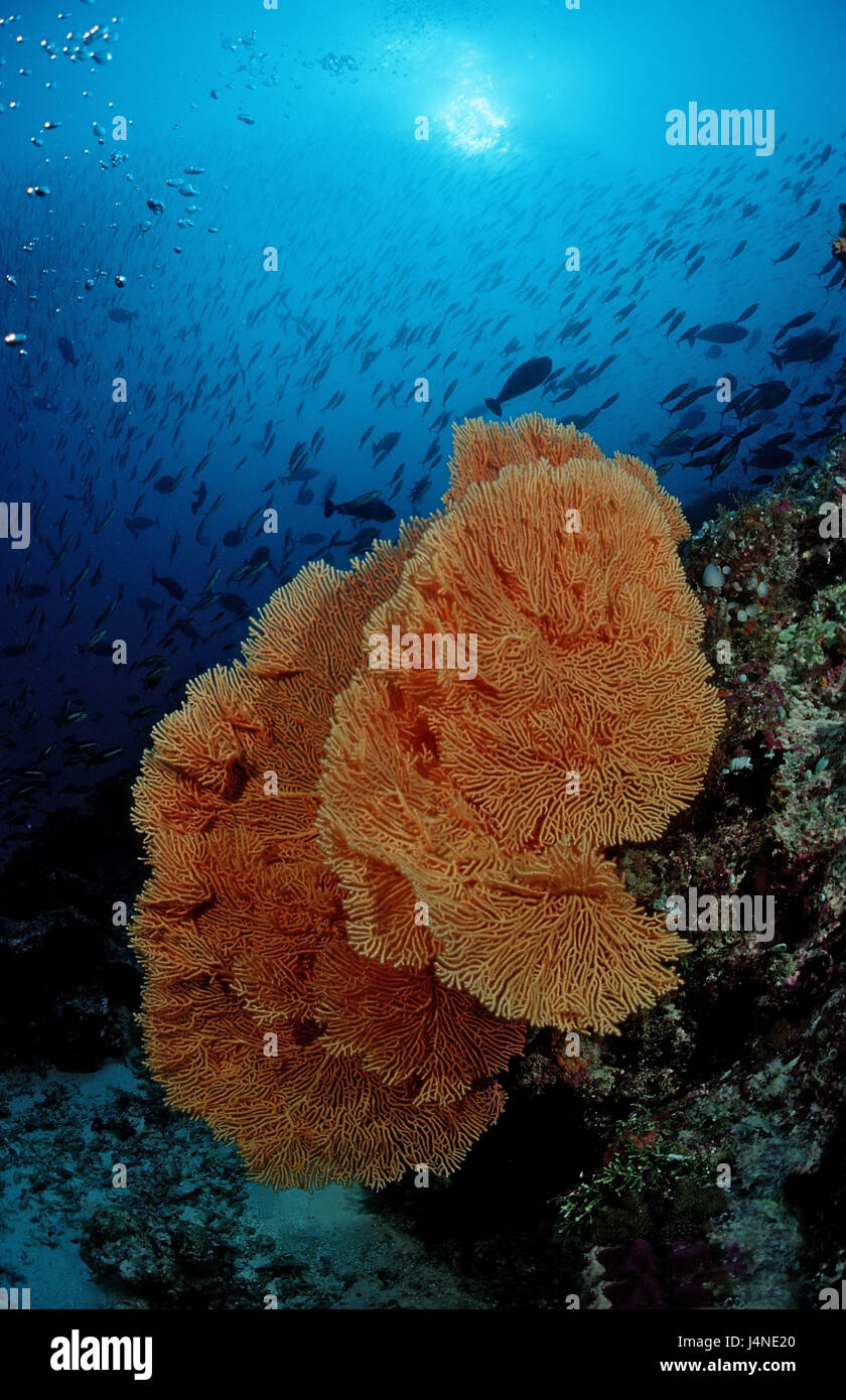 Professional corals hi-res stock photography and images - Alamy