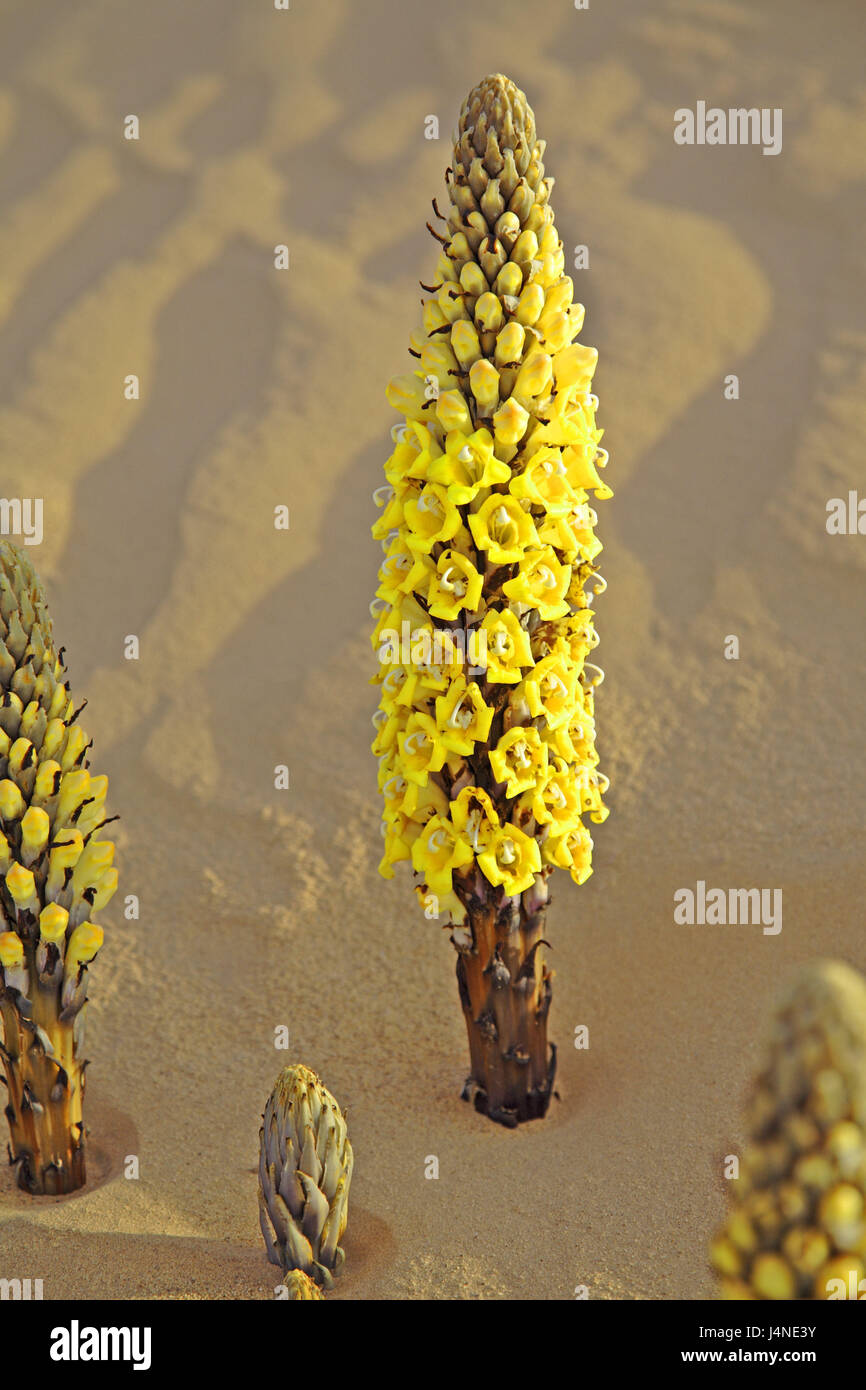 Sahara flowers hi-res stock photography and images - Alamy