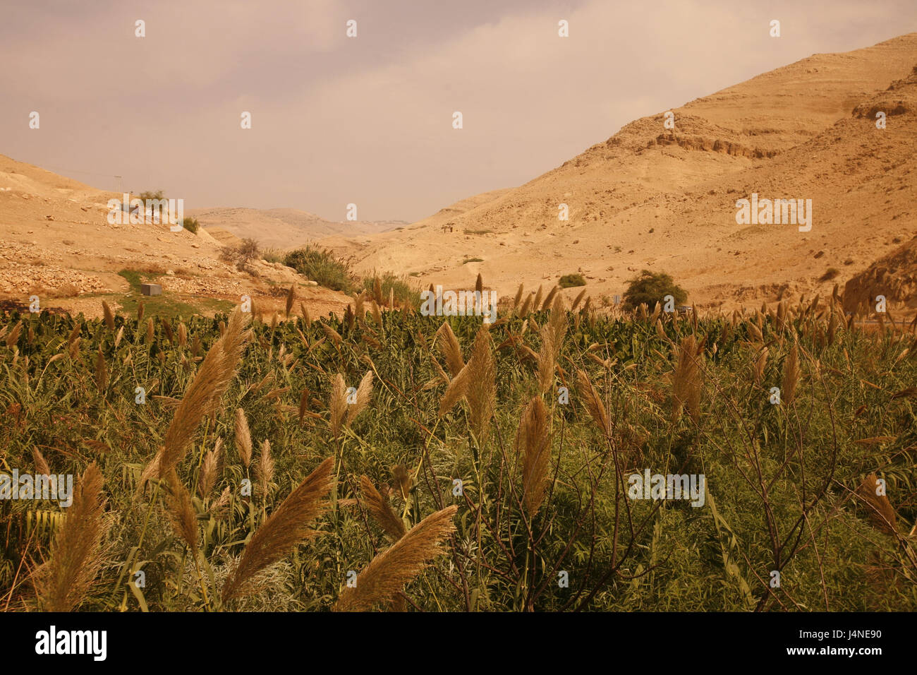 The Middle East, Jordan, scenery, desert, oasis Stock Photo - Alamy