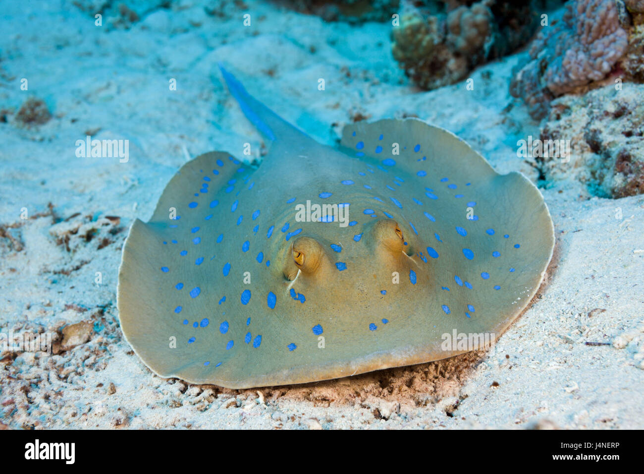 Underwater recording, Blaupunkt stingray, Taeniura lymma, seabed, sea ...