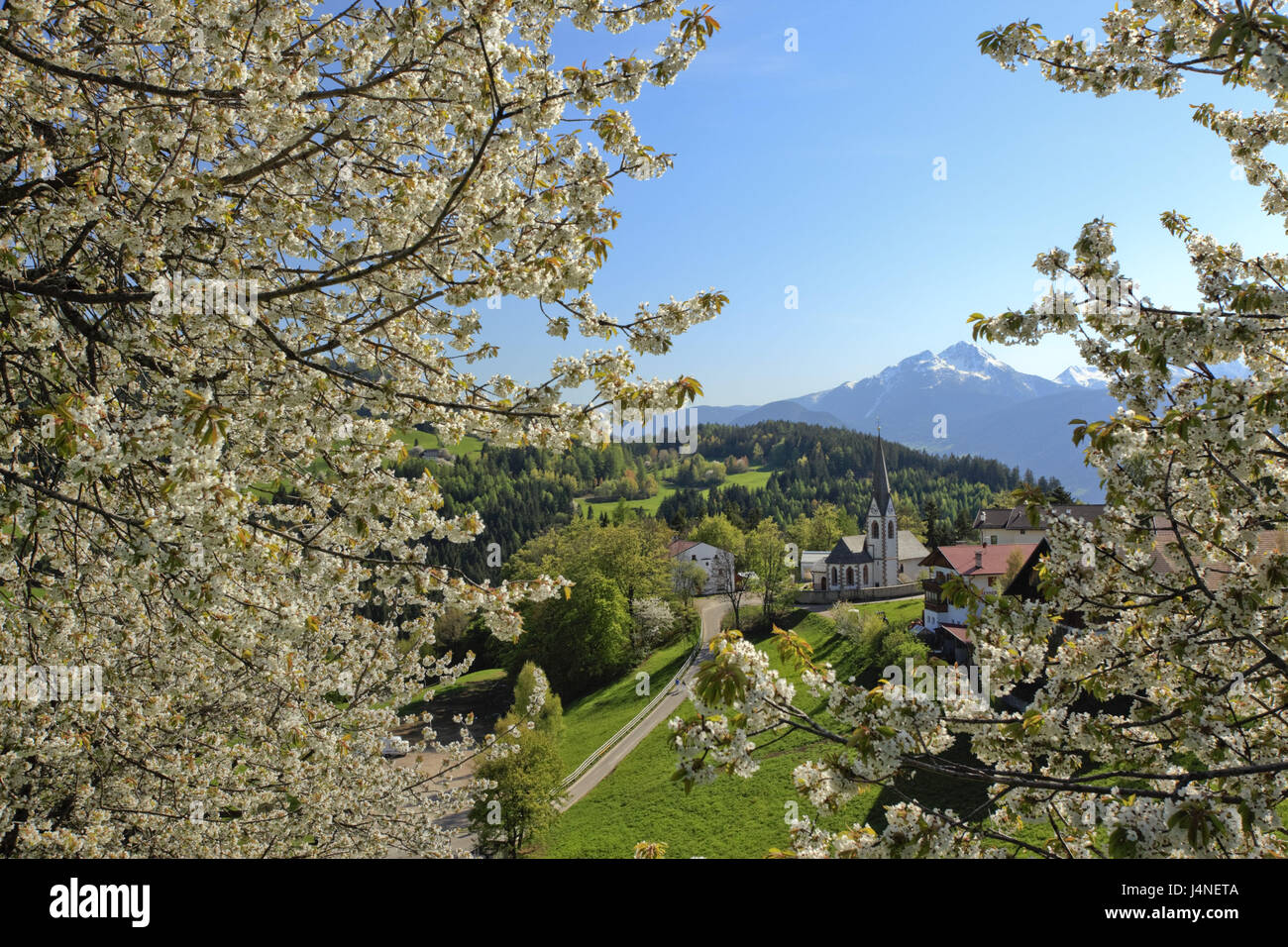 Italy, South Tirol, Hafling, Hafling, fruit blossom Stock Photo - Alamy