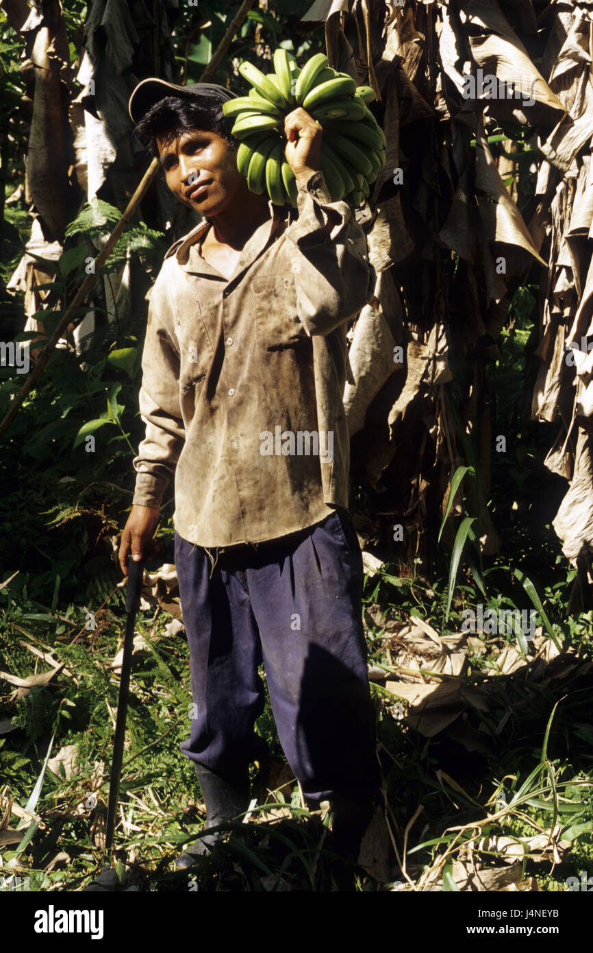 Costa Rica, Bribri, man, bananas, harvest Stock Photo - Alamy