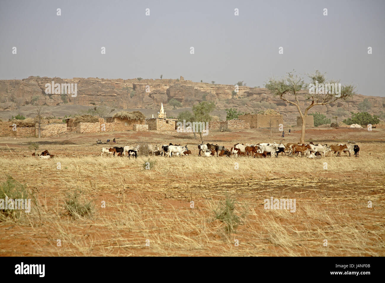 West Africa, Mali, Dogonland, herd of cattle, village, mosque Stock ...