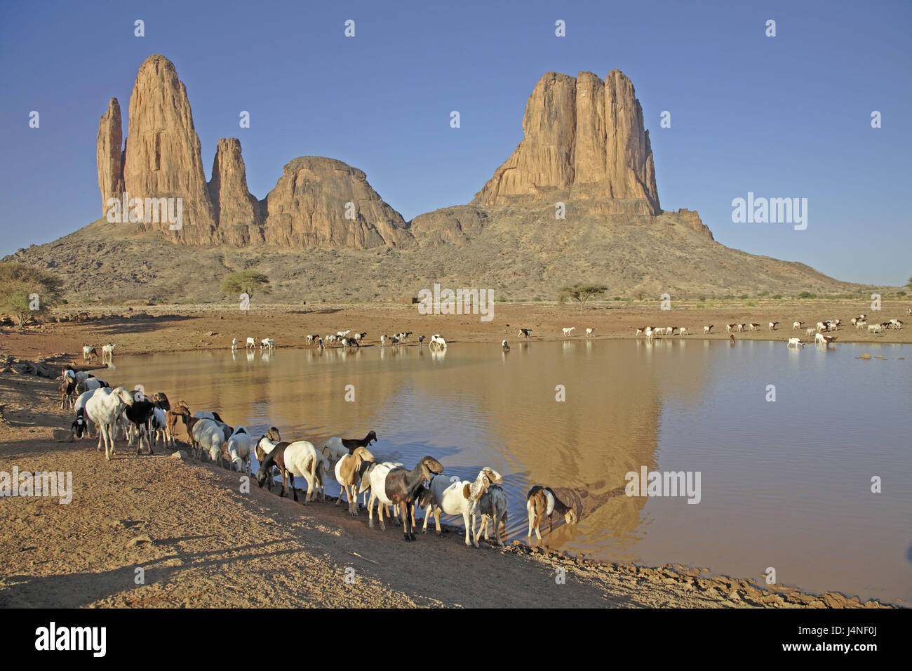 West Africa, Mali, Hombori, rock, scenery, watering place, sheep, goats ...