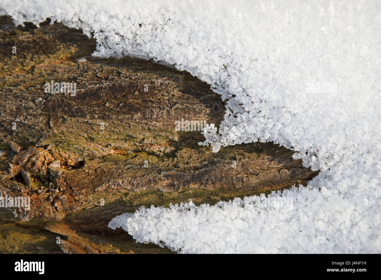 Trunk, snow, close up Stock Photo - Alamy