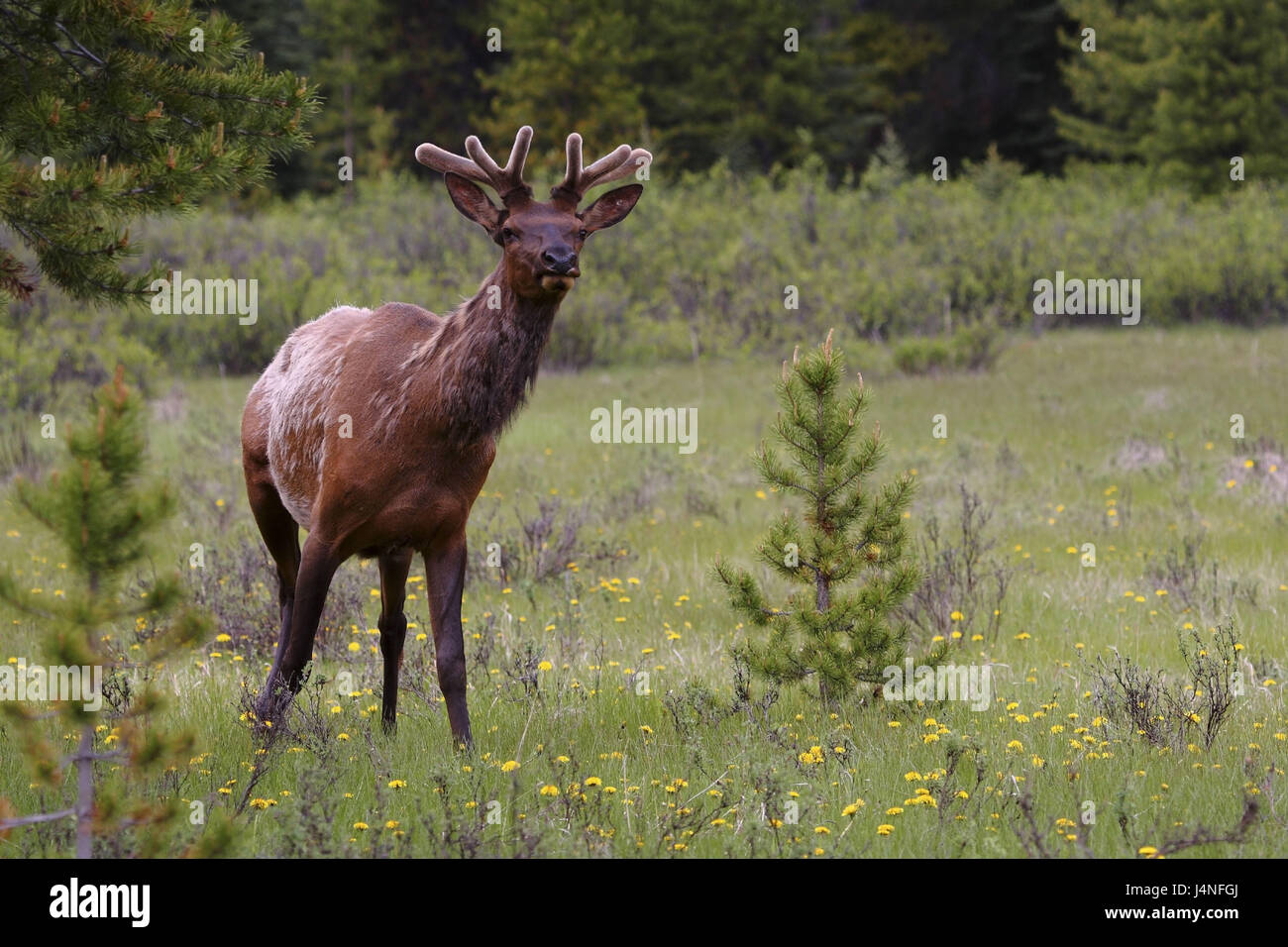 Wapiti deer hi-res stock photography and images - Alamy