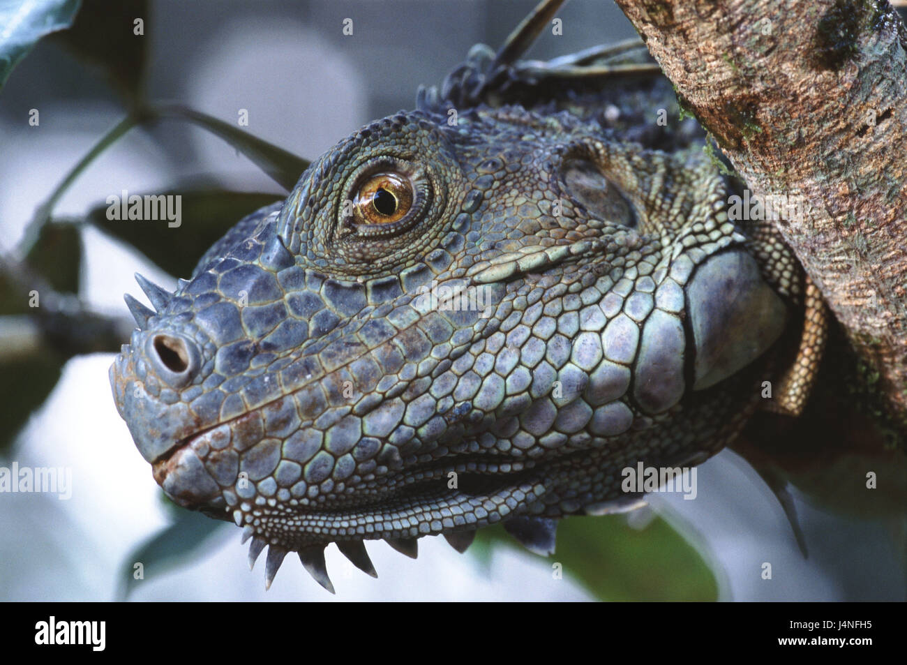 Iguana iguana, green Leguan, adult, full-grown, tread, nature, Wildlife ...