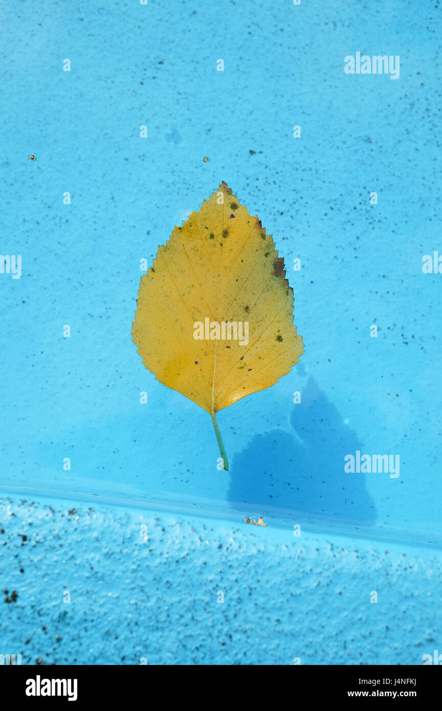 Pools of leaves hi-res stock photography and images - Alamy
