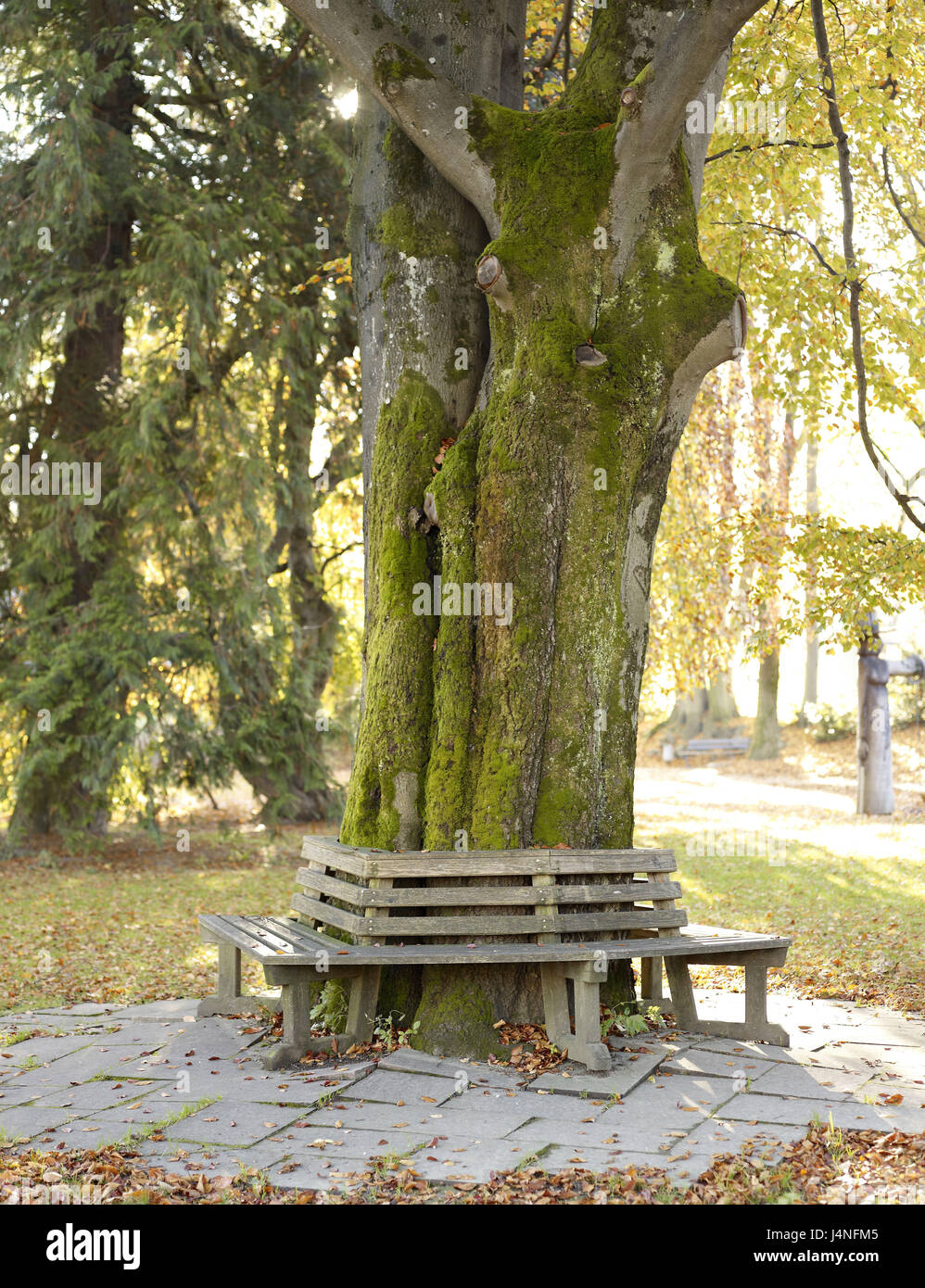 Tree, park-bench, around Stock Photo - Alamy
