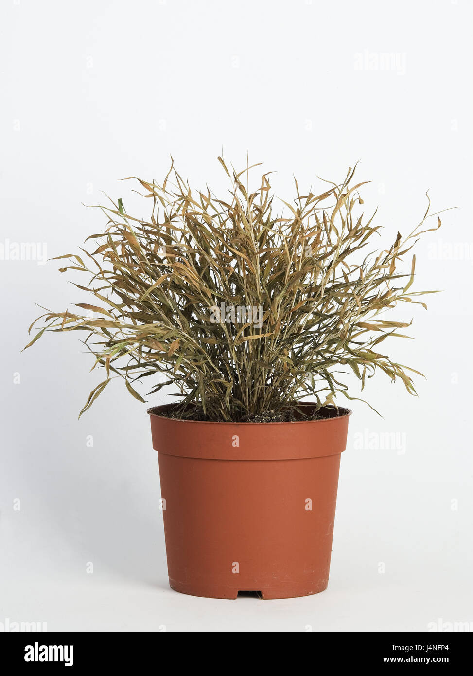 Potted plant, wilts, dries up, flowerpot, plant, green plant, withered ...