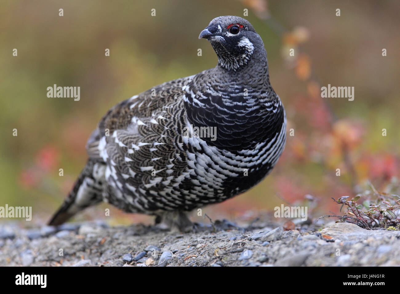 The USA, Alaska, Zentralalaska, Denali national park, fir chicken ...