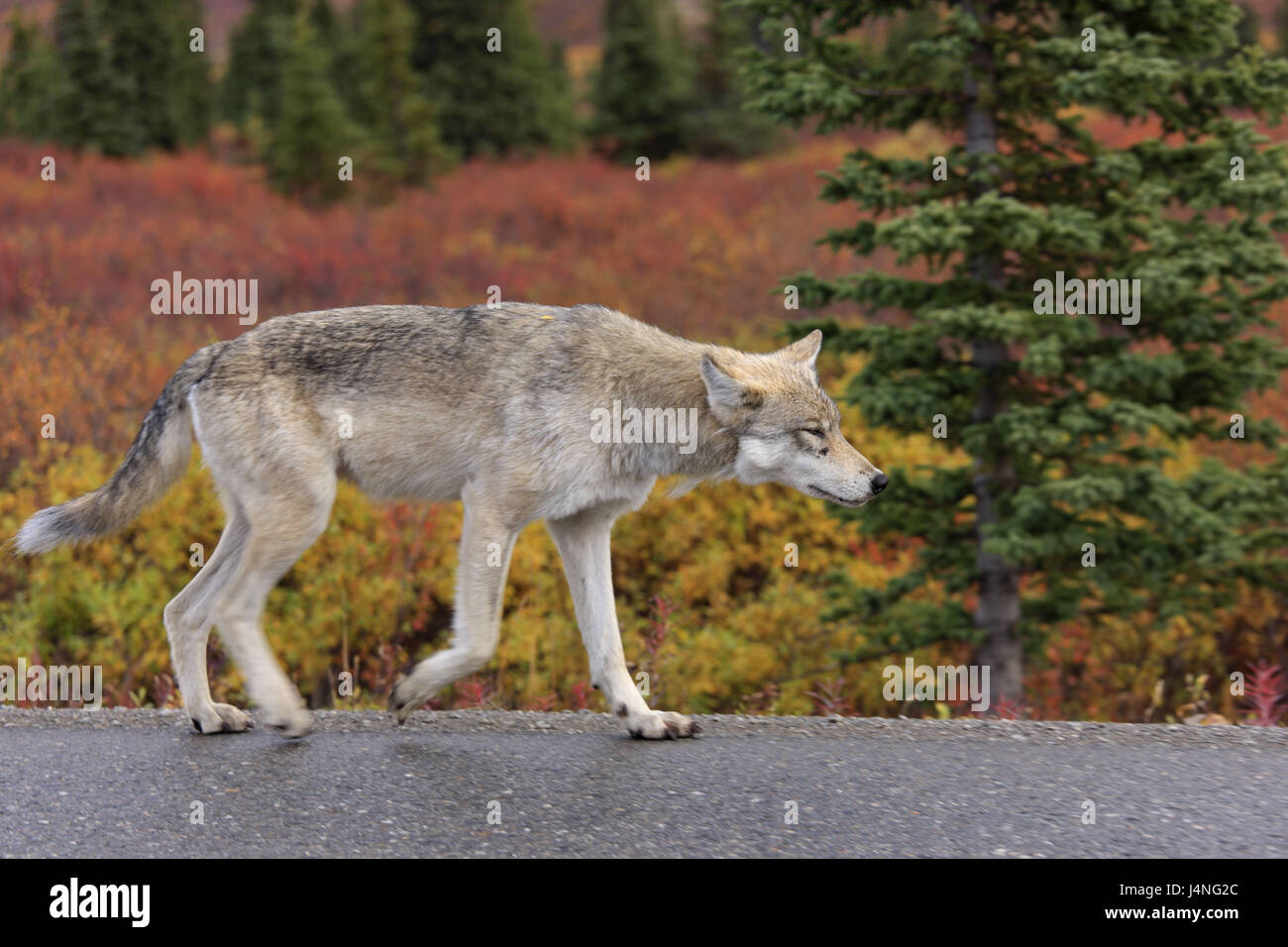 The USA, Alaska, Zentralalaska, Denali national park, wolf, Vulpes ...