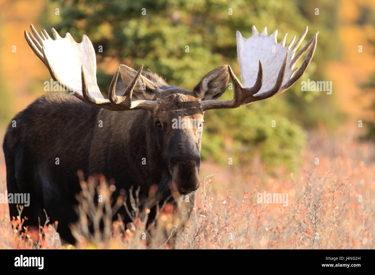 The USA, Alaska, Zentralalaska, Denali national park, elk's bull ...