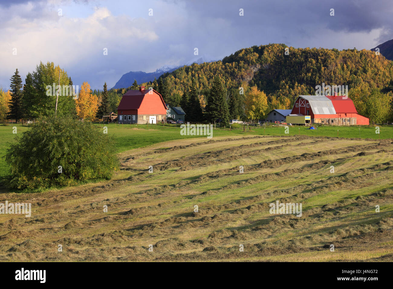 The USA, Südalaska, Matanuska Valley, farm houses, autumn, hay harvest ...