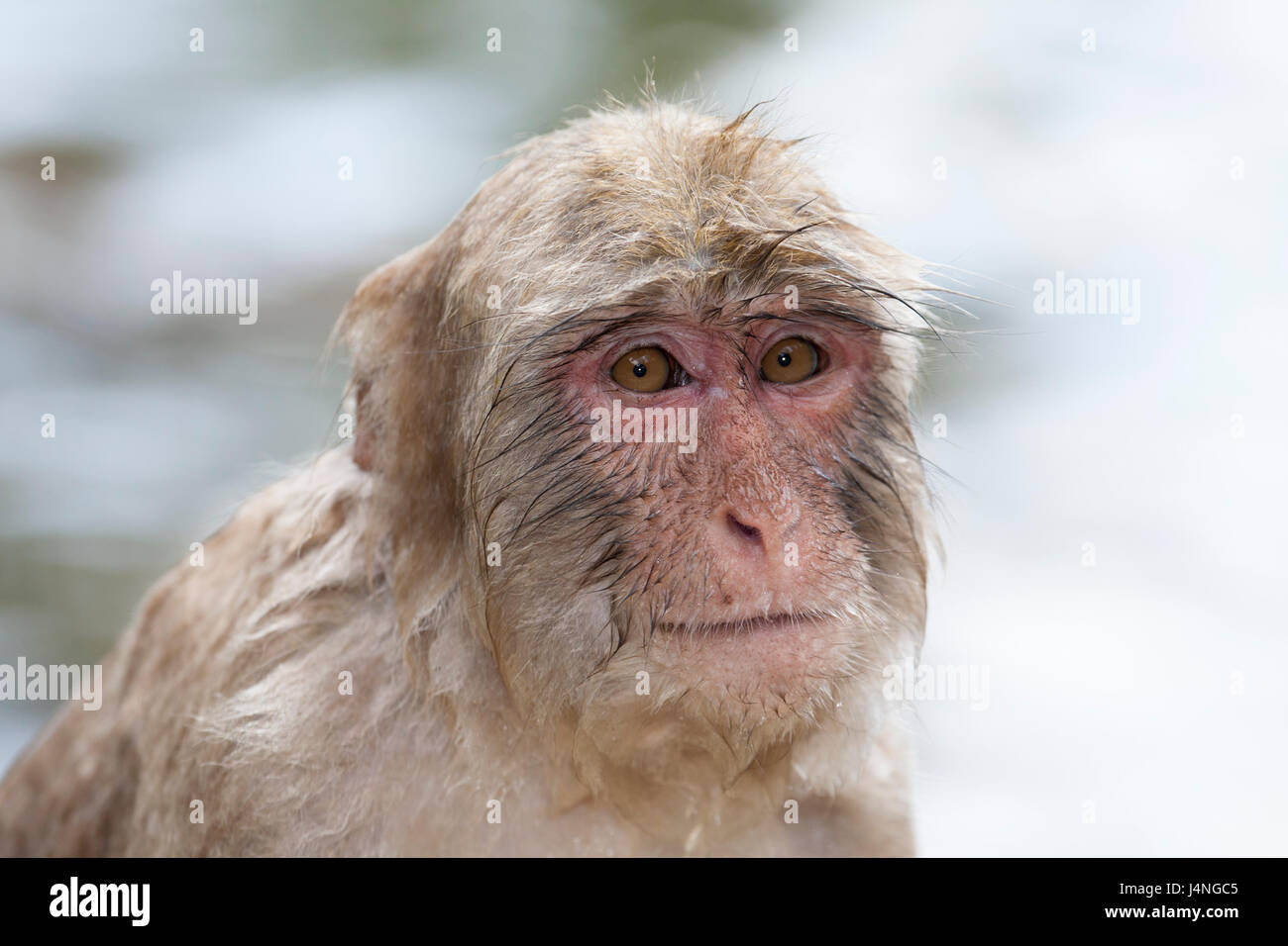 Japanese monkey soaking in hot springs hi-res stock photography and ...