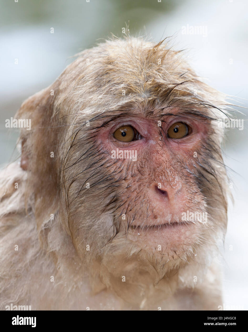 Japanese Macaque with wet fur from soaking in hot spring (Macaca ...