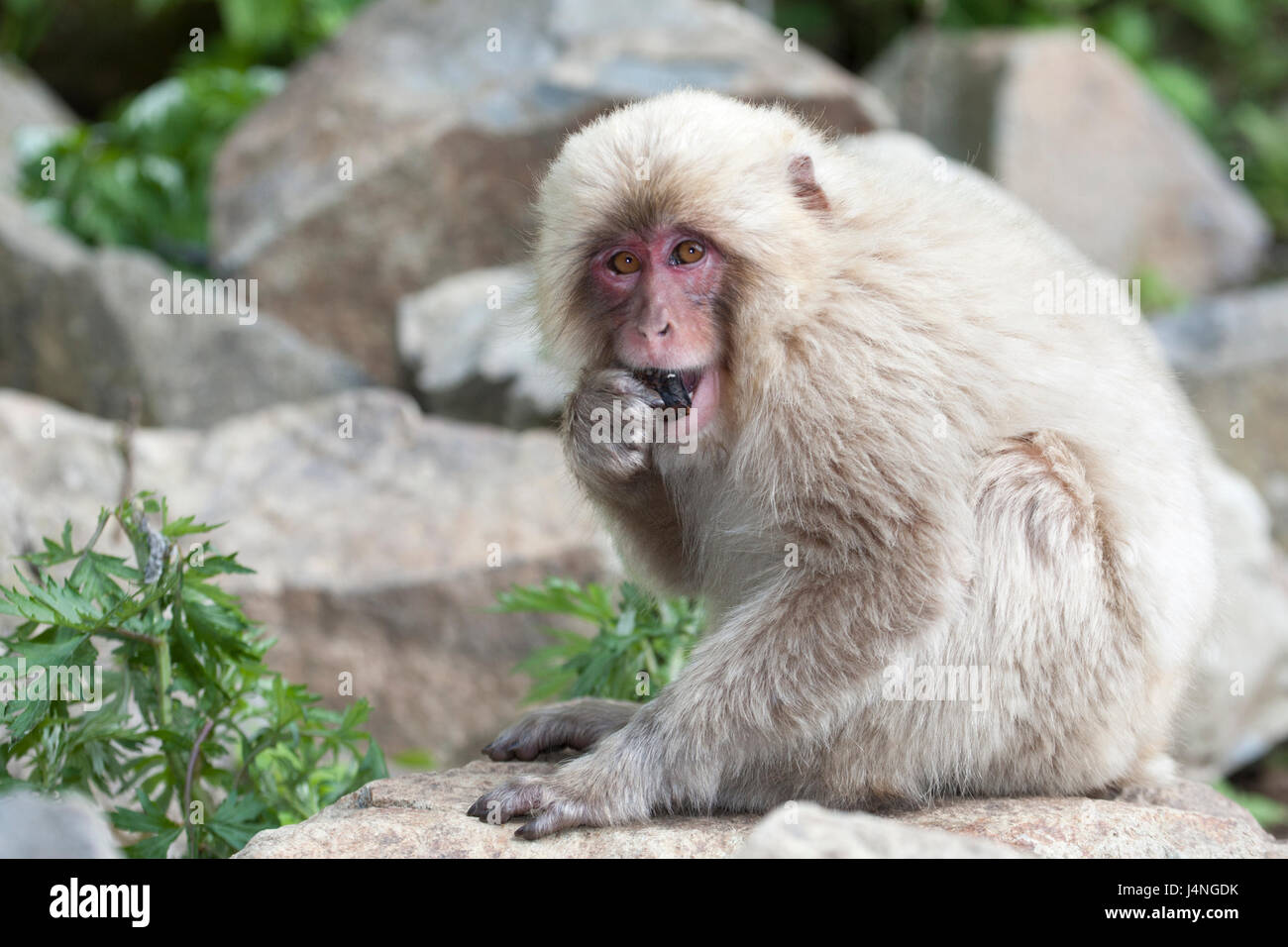 Young Japanese Macaque (Macaca fuscata) eating fruit in forest Stock ...
