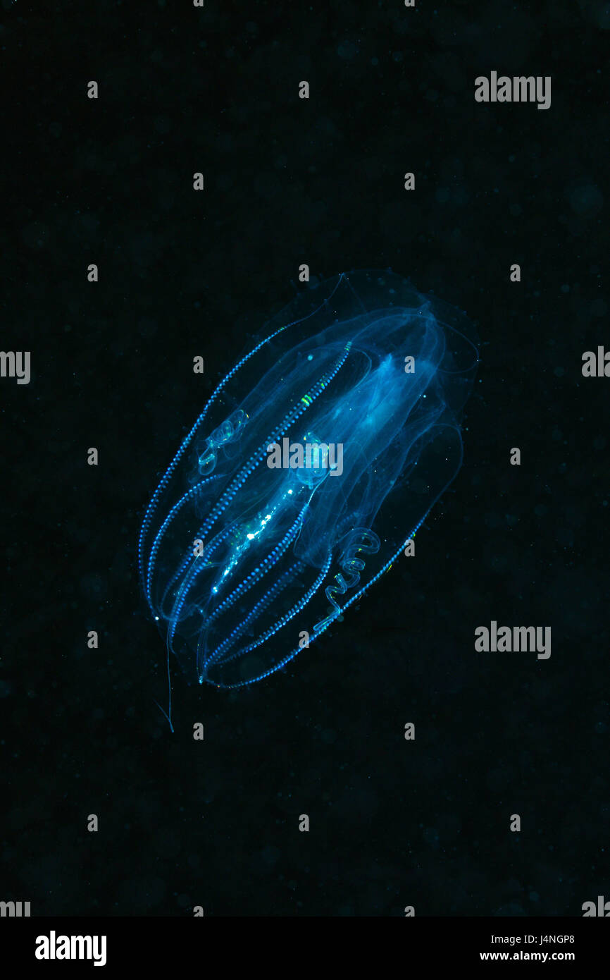 Underwater recording, rib jellyfish, Tentaculata, Egypt, Safaga, animal ...