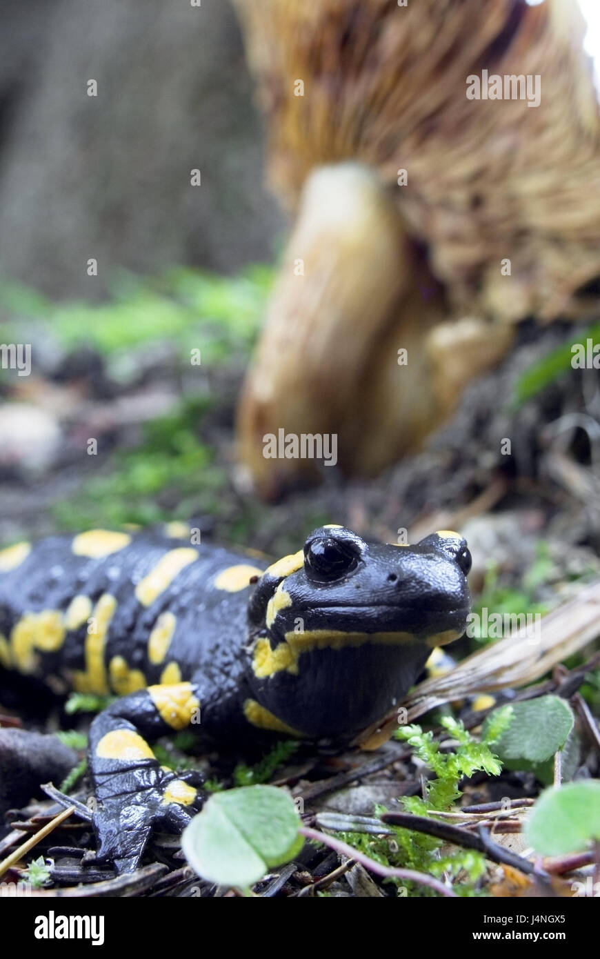 Spotted salamander, Salamandra salamandra, forest floor, autumn, blur ...