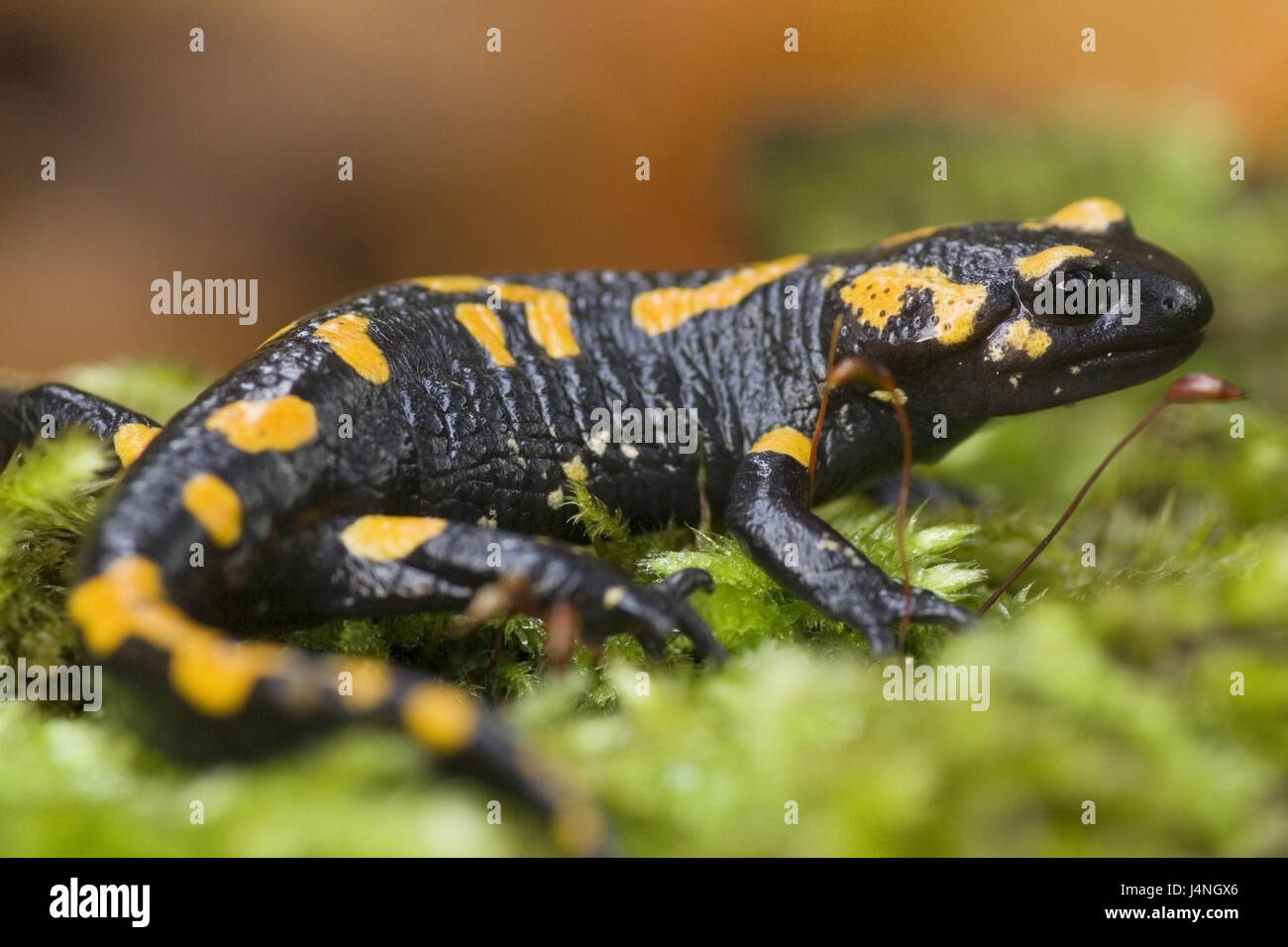 Spotted salamander, Salamandra salamandra, moss, preview, blur, Germany ...