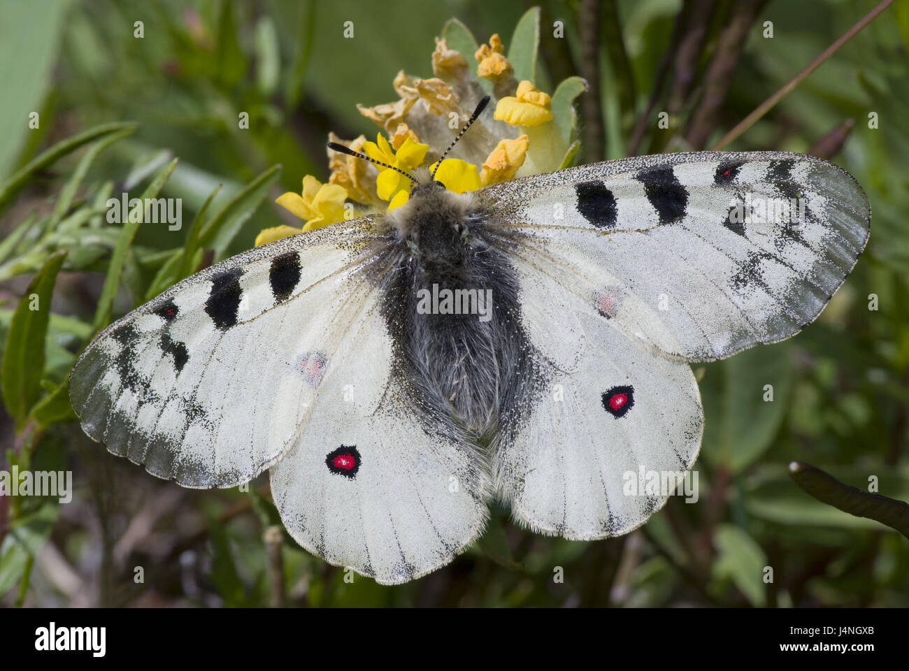 Meadow, high-level alps-Apollofalter, Parnassius phoebus, Switzerland ...