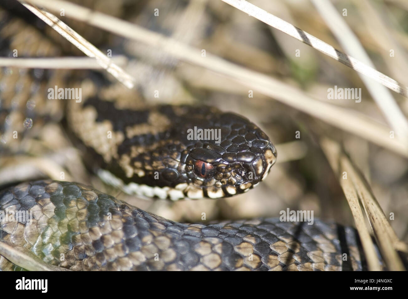 Meadow, common viper, Vipera berus, rolled up, page portrait, blur ...