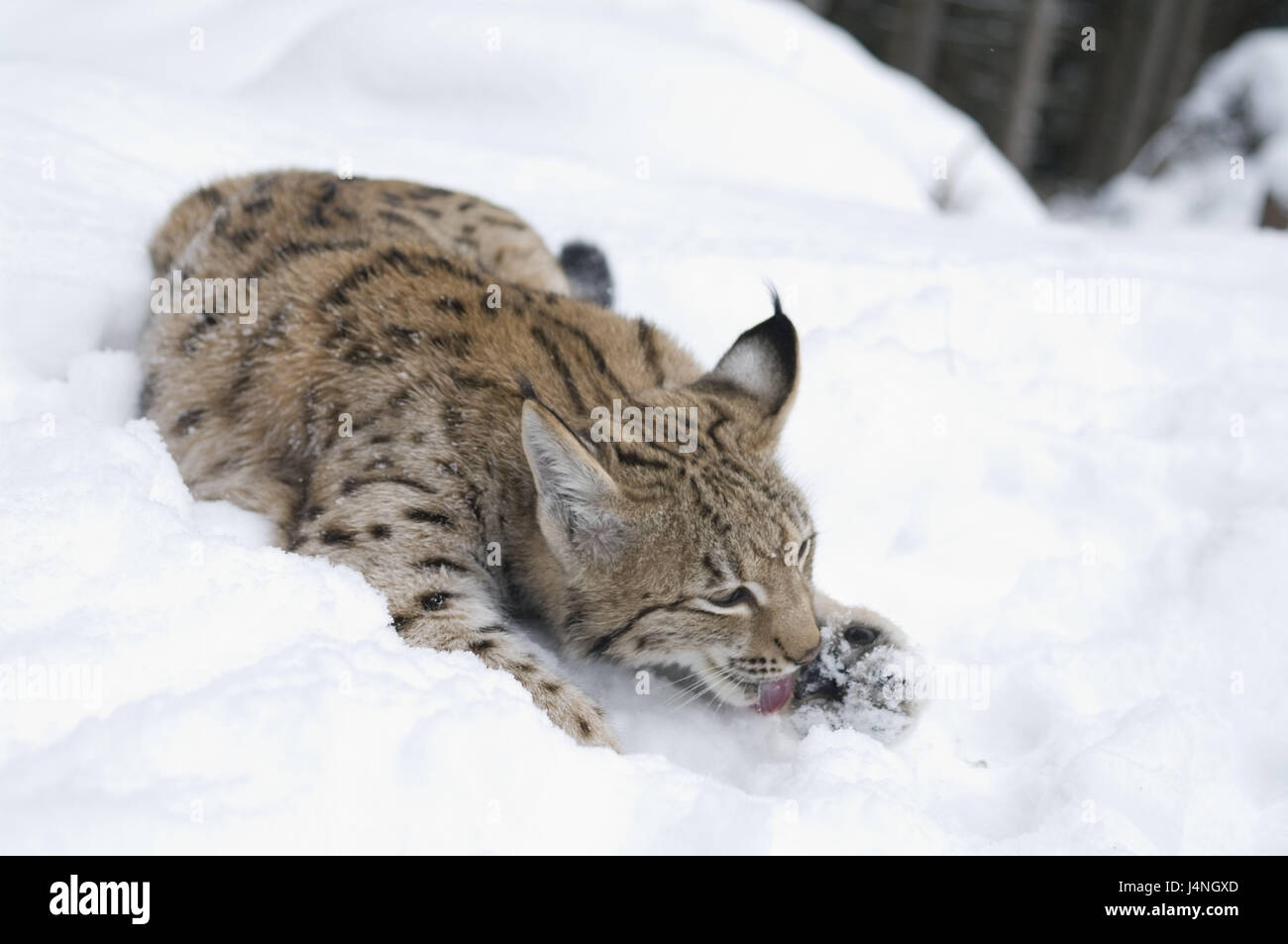 Eurasian lynx, Lynx lynx, young animal, paws leak, snow, winter ...