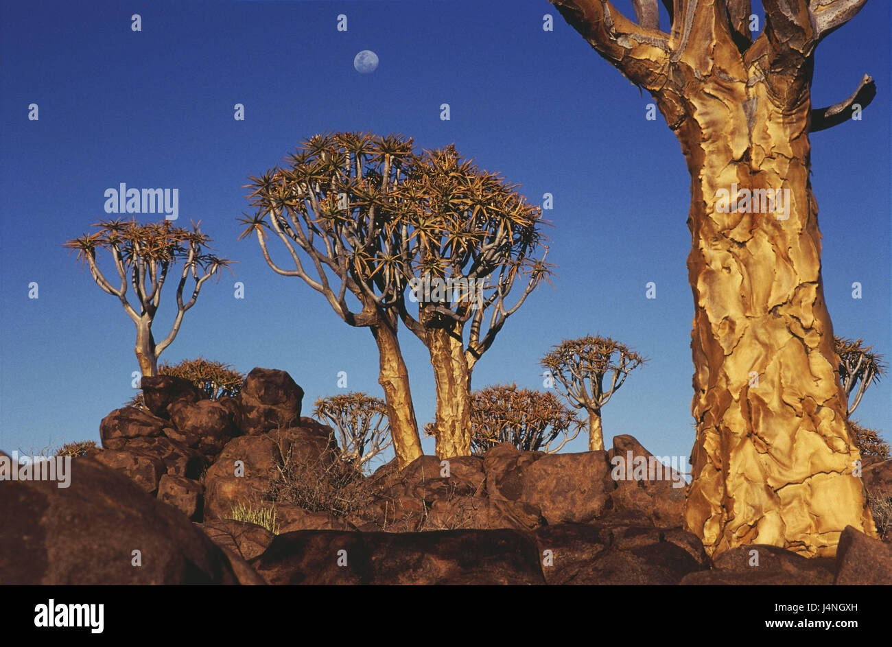 Namibia, Keetmanshoop, quiver tree wood, rock, quiver trees, aloe ...